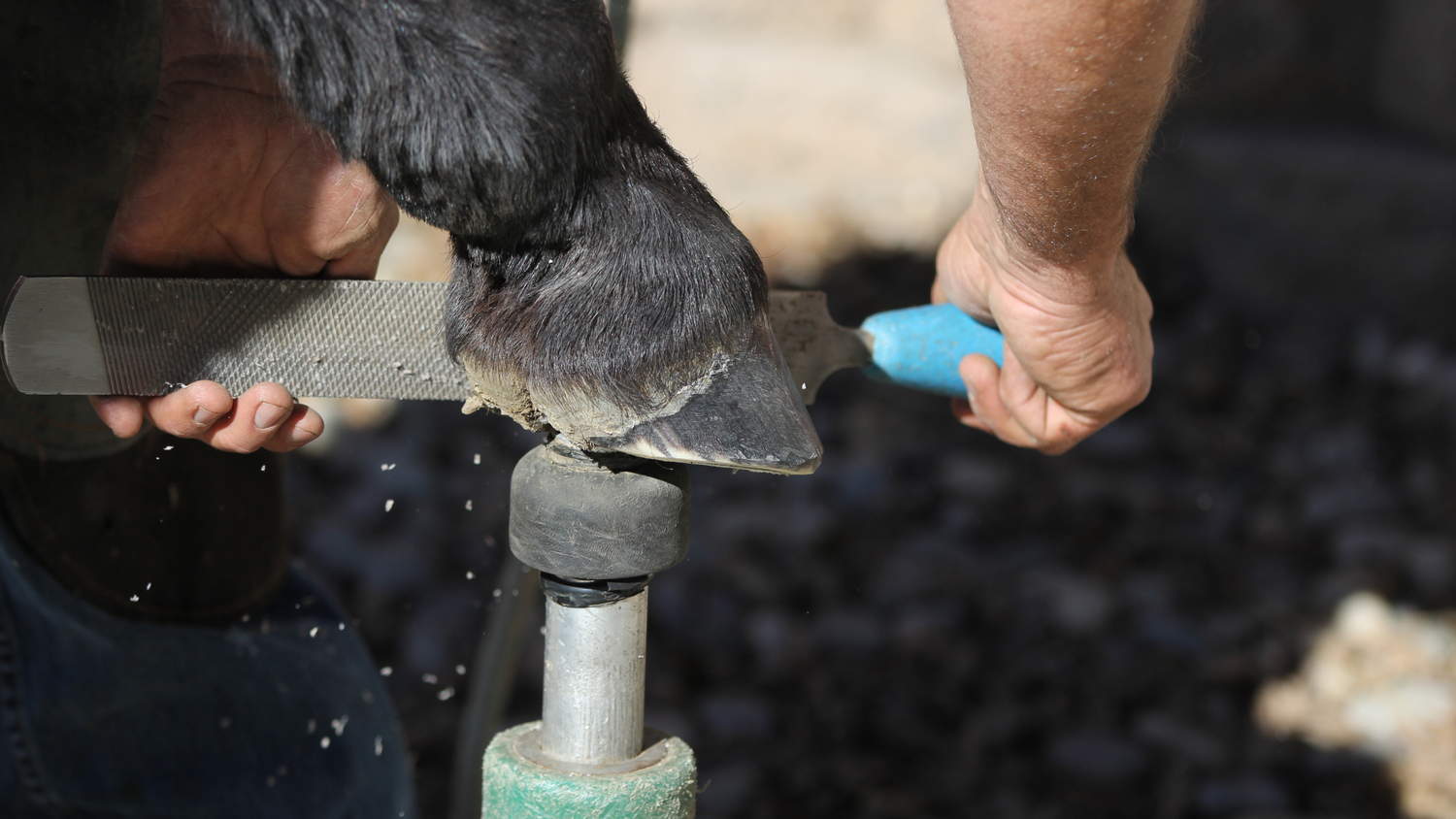 Cow and Horse Hoof Trimming Products - Cattle Hoof Trimming – Trim-Tec